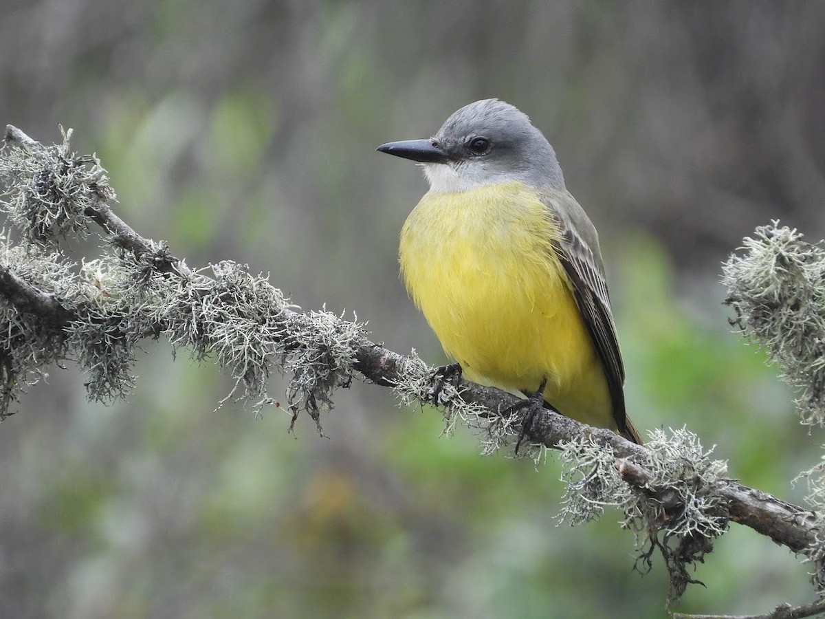 ML489800101 Tropical Kingbird Macaulay Library