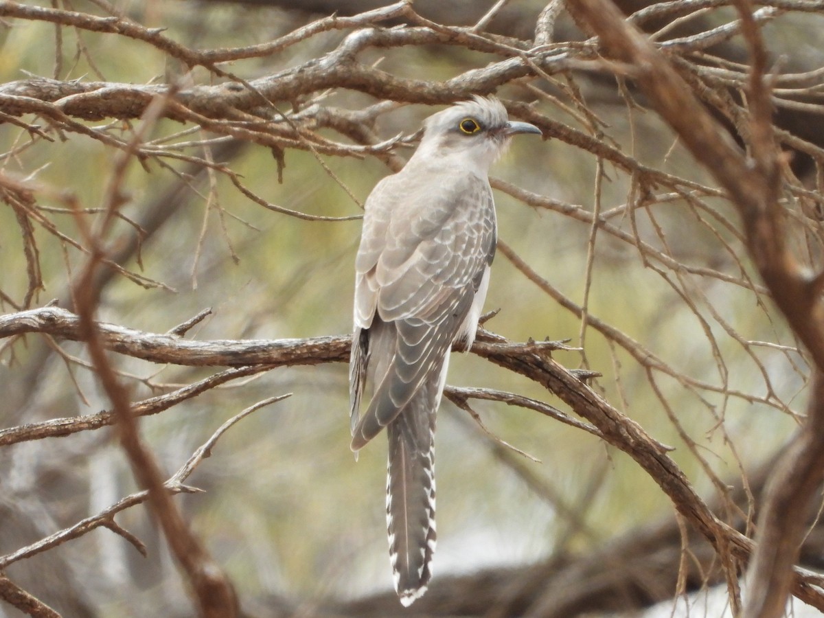eBird Australia Checklist - 2 Oct 2022 - Mt Ive Station - 48 species