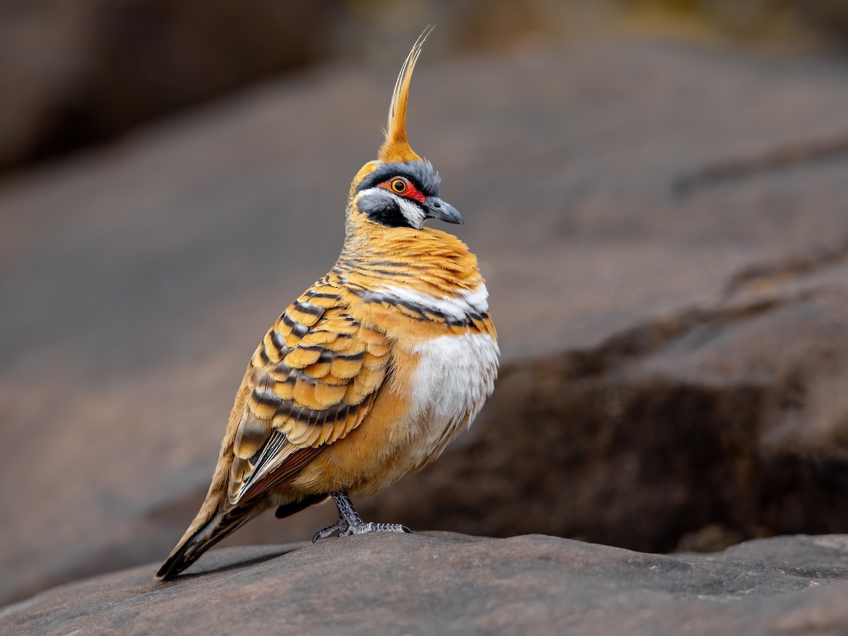 Spinifex Pigeon - Geophaps plumifera - Birds of the World