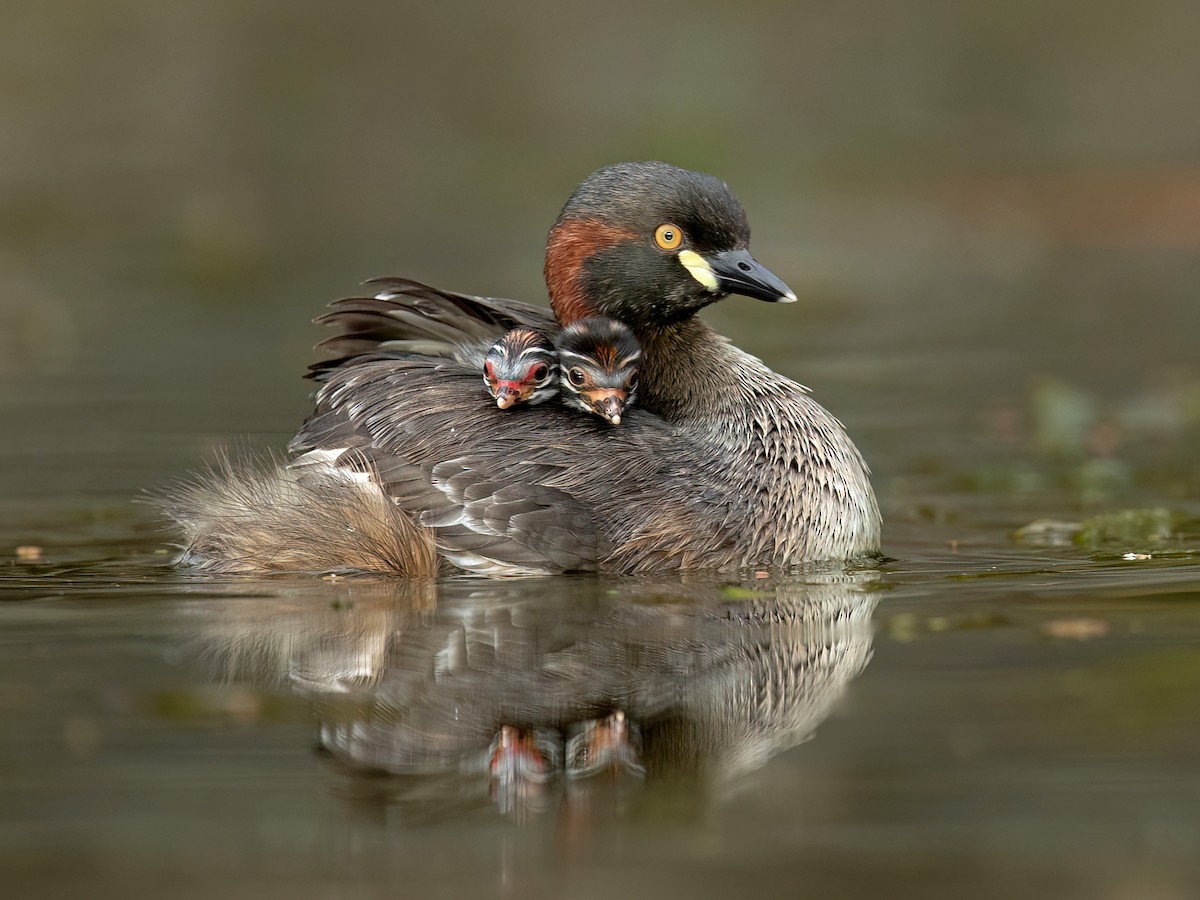 Australasian Grebe - Tachybaptus novaehollandiae - Birds of the World