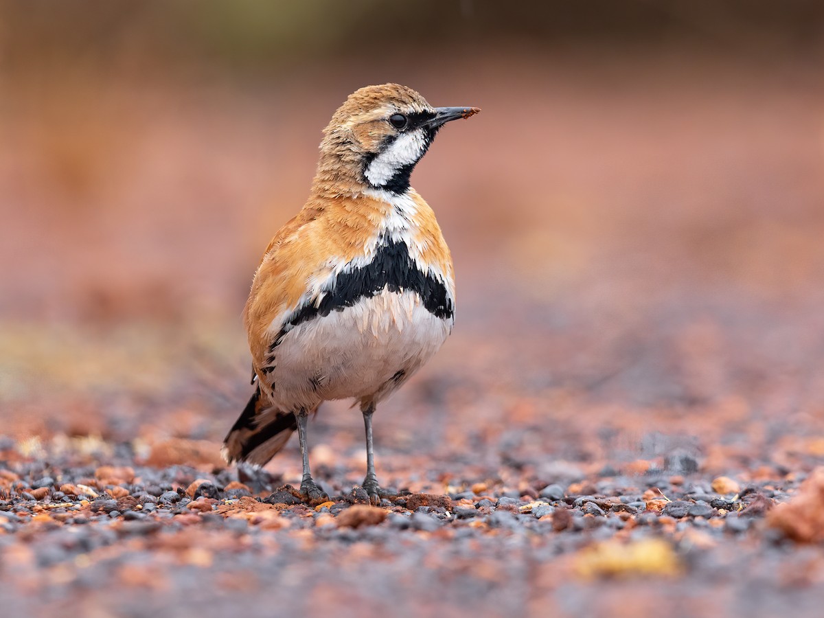 Cinnamon Quail-thrush - Cinclosoma cinnamomeum - Birds of the World
