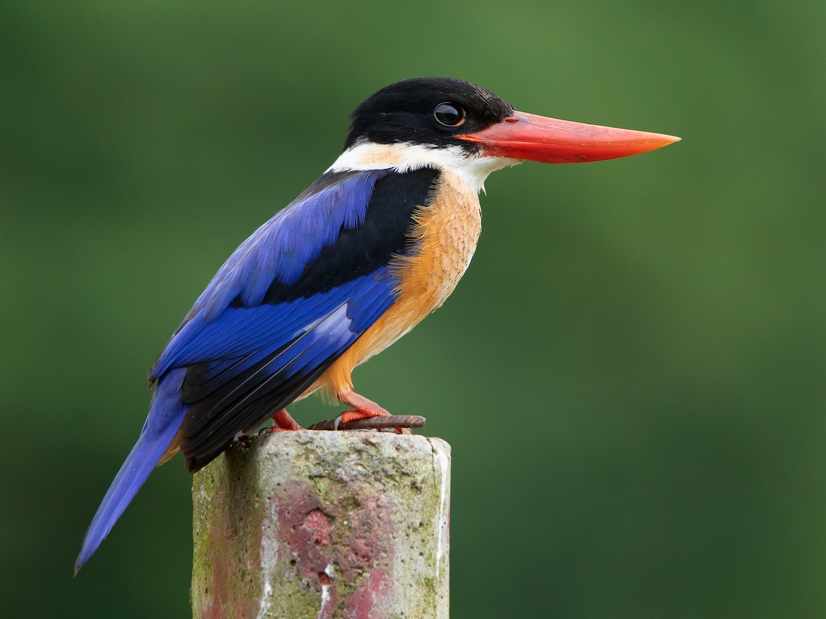 Black-capped Kingfisher - Halcyon pileata - Birds of the World