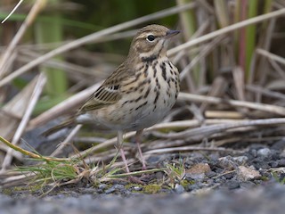 Tree Pipit - Anthus trivialis - Birds of the World