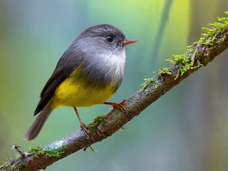 Yellow-bellied Flyrobin - Cryptomicroeca flaviventris - Birds of the World