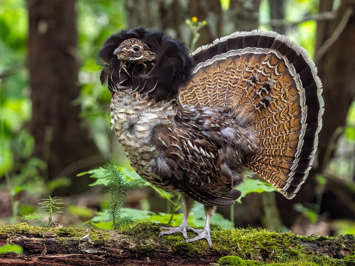 Ruffed Grouse - Bonasa umbellus - Birds of the World