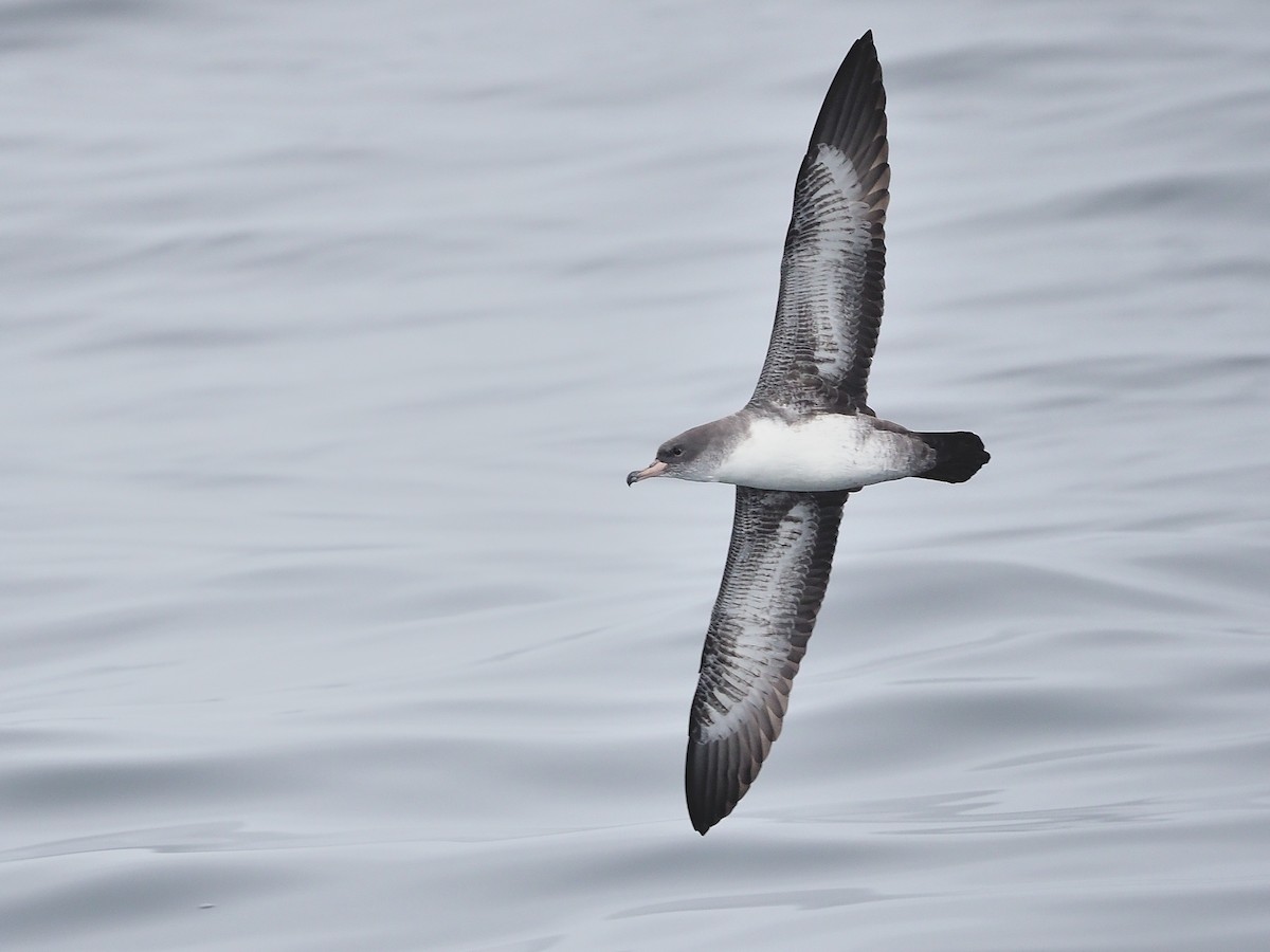 Pink-footed Shearwater - Ardenna creatopus - Birds of the World