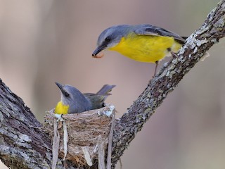 Eastern Yellow Robin - Eopsaltria australis - Birds of the World