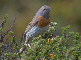 Robin Accentor - Prunella rubeculoides - Birds of the World