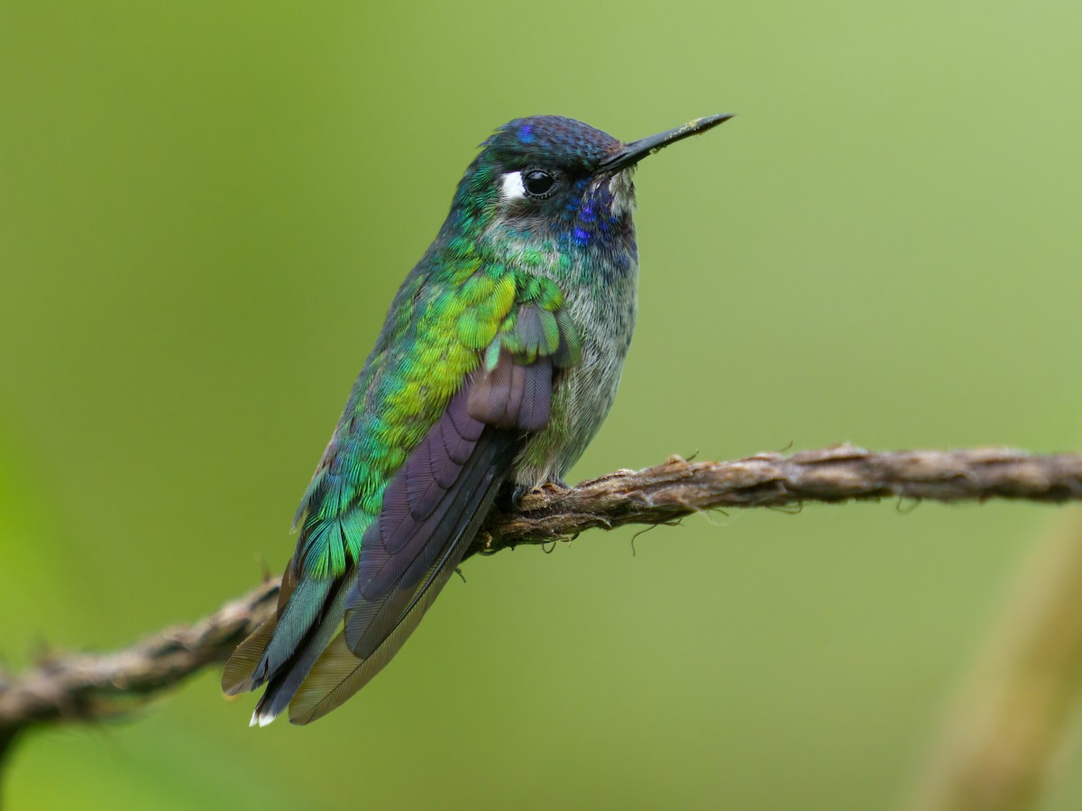 Violet-headed Hummingbird - Klais guimeti - Birds of the World