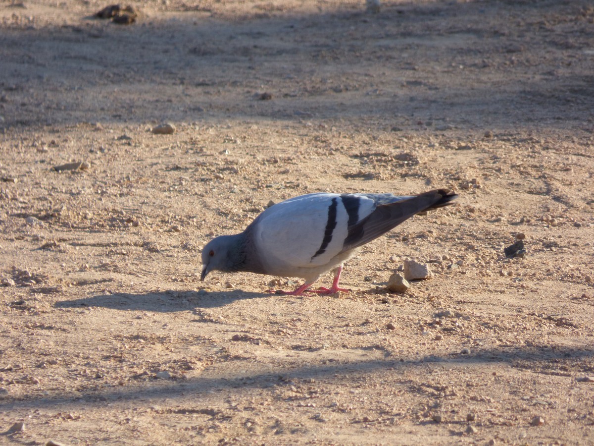 eBird Checklist - 11 Jan 2014 - Dahab - 11 species