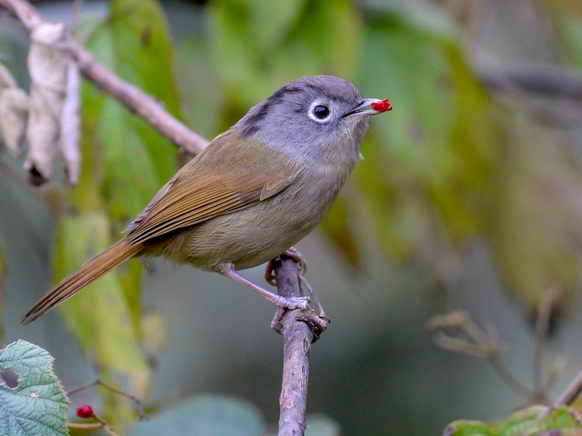 Nepal Fulvetta - Alcippe nipalensis - Birds of the World