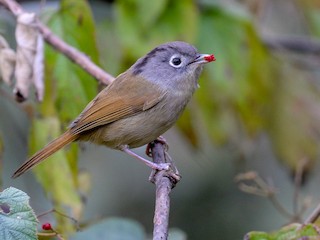 Nepal Fulvetta - Alcippe nipalensis - Birds of the World