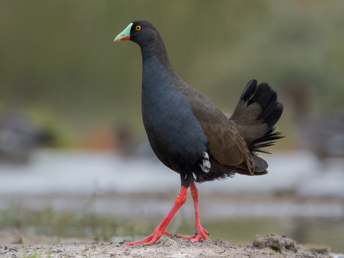 Black-tailed Nativehen - Tribonyx ventralis - Birds of the World