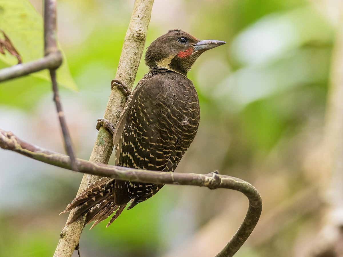 Buff-necked Woodpecker - Meiglyptes tukki - Birds of the World