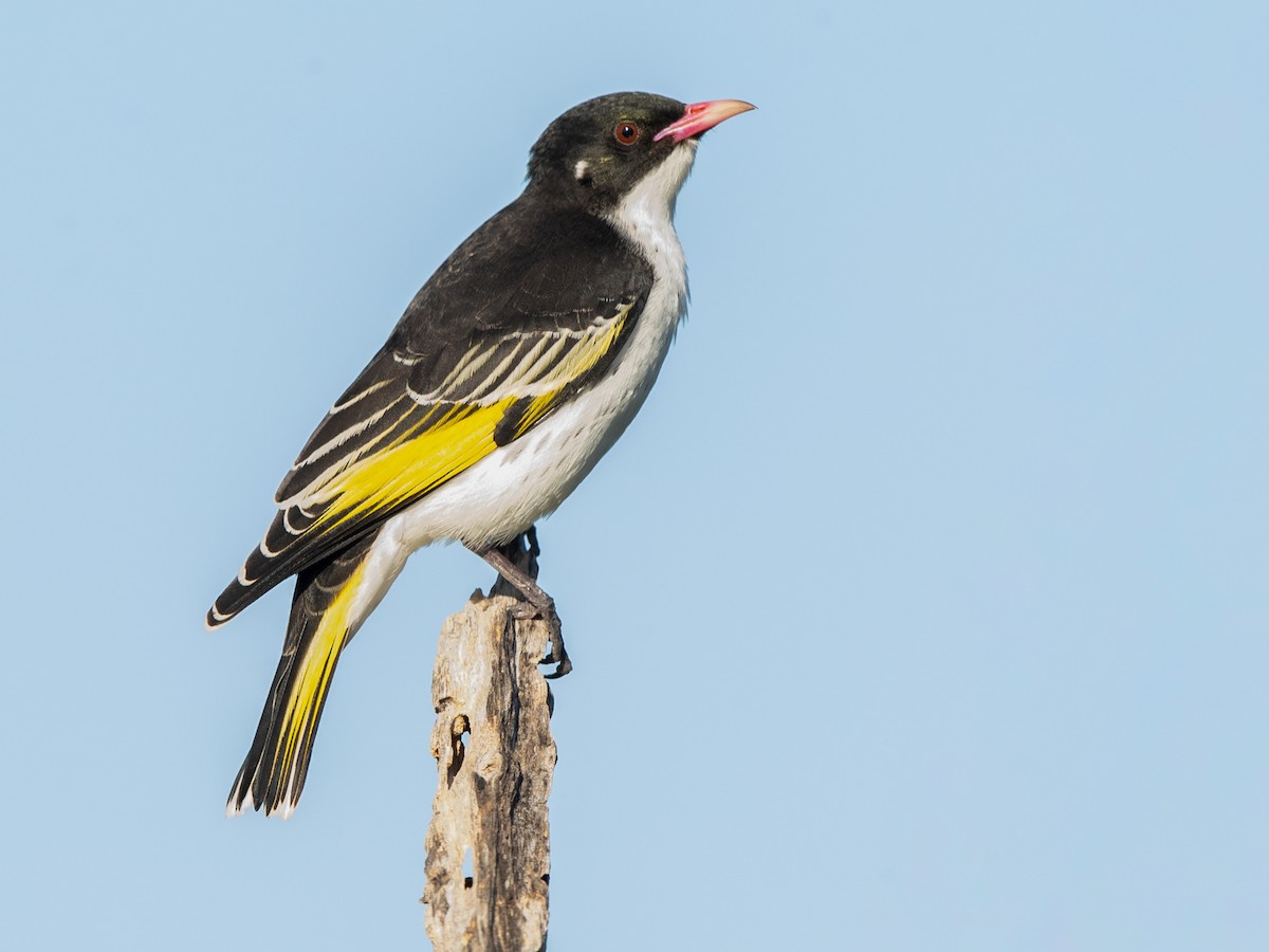 Painted Honeyeater - Grantiella picta - Birds of the World
