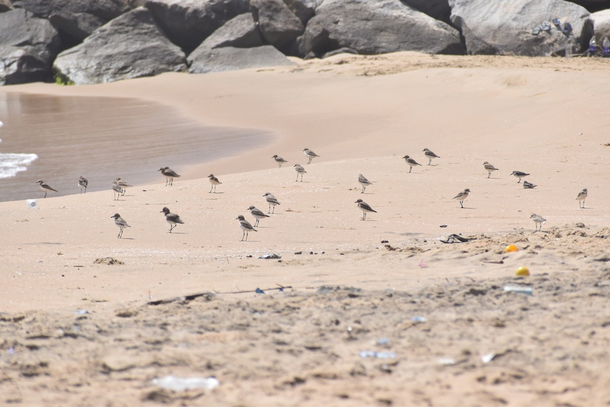 eBird Checklist - 21 Sep 2022 - Kadinamkulam Lake--Perumathura - 7 species