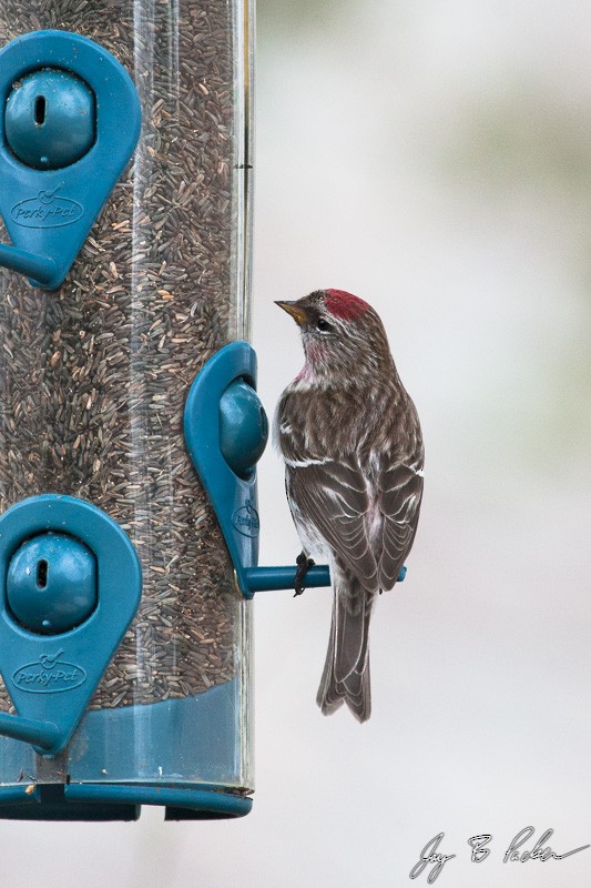 eBird Checklist - 9 Mar 2013 - Trophy Club - 17 species