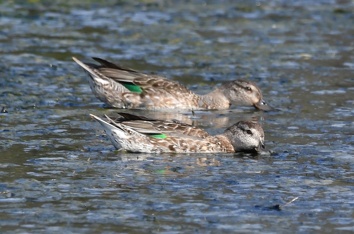 eBird Checklist - 3 Oct 2022 - Malibu Lagoon--State Beach including ...