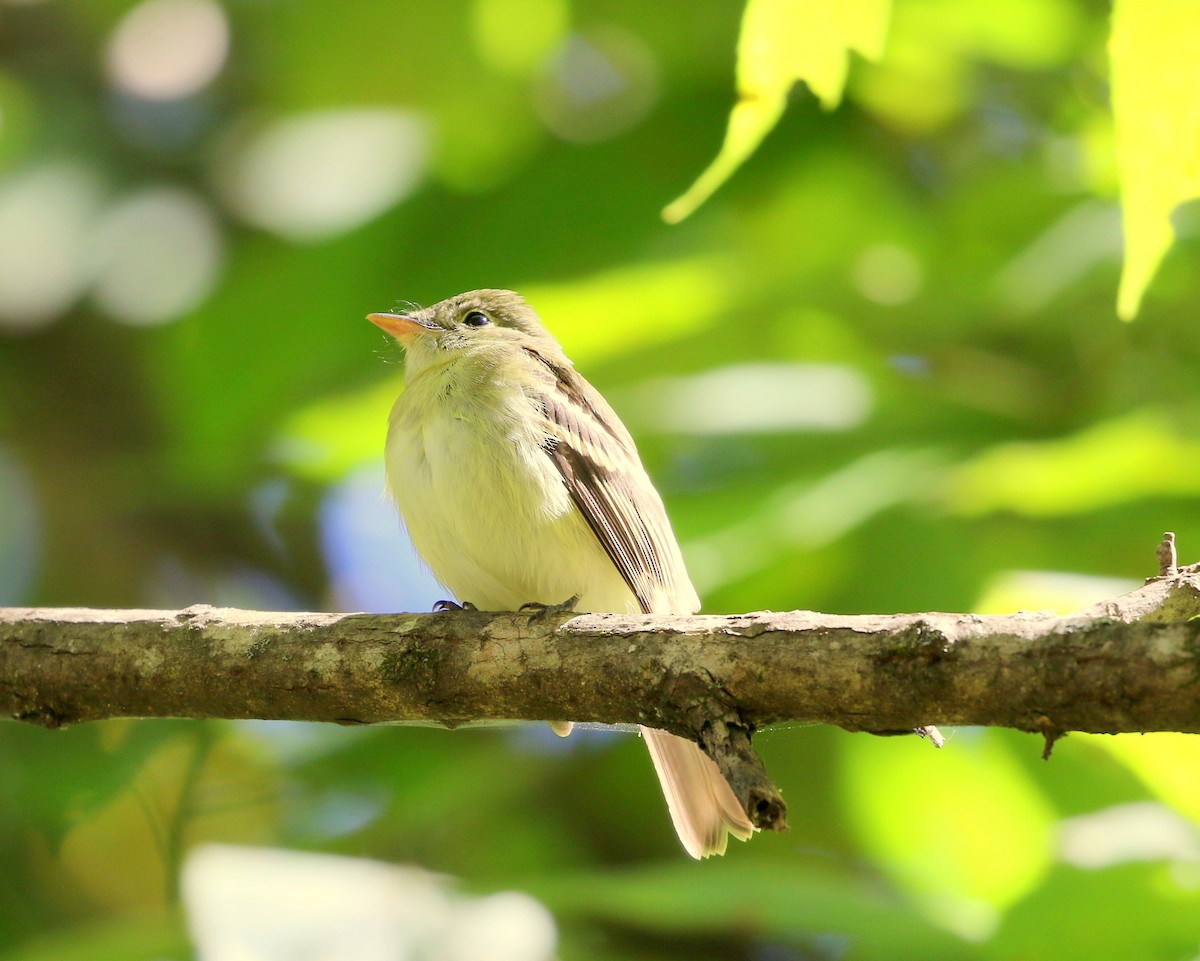 eBird Checklist - 3 Oct 2022 - Chattahoochee River NRA--Cochran Shoals ...