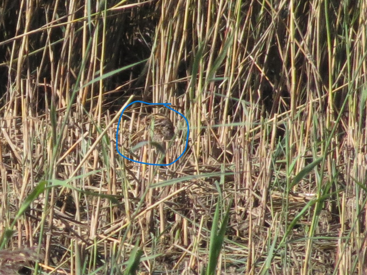 eBird Checklist - 1 Oct 2022 - Spurn Point--Canal Scrape - 5 species