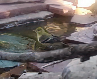 eBird Checklist - 2 Oct 2022 - Swanson Yard - 21 species