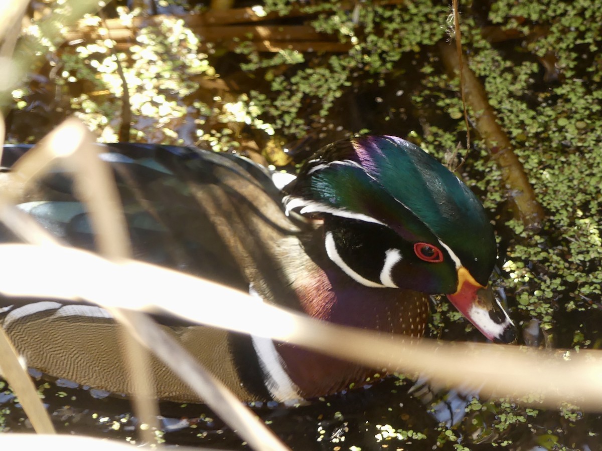 eBird Checklist - 3 Oct 2022 - Centre d'interprétation de la nature du ...