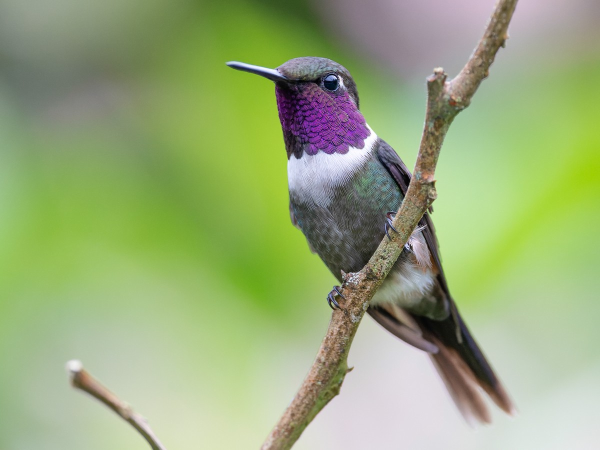 Purple-throated Woodstar - Philodice mitchellii - Birds of the World