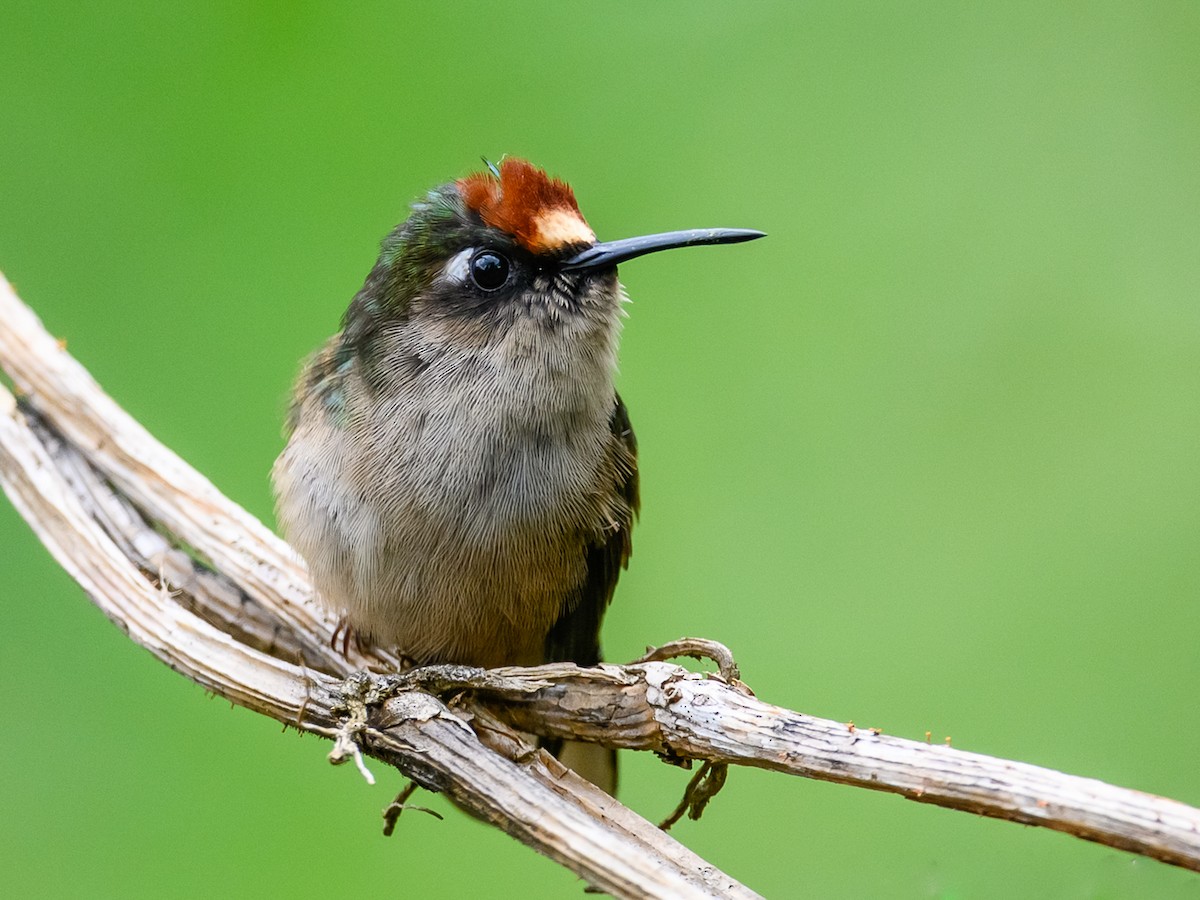 Tolima Blossomcrown - Anthocephala berlepschi - Birds of the World
