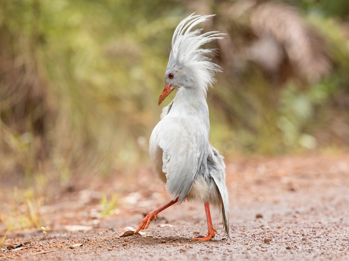 Kagu - Rhynochetos jubatus - Birds of the World