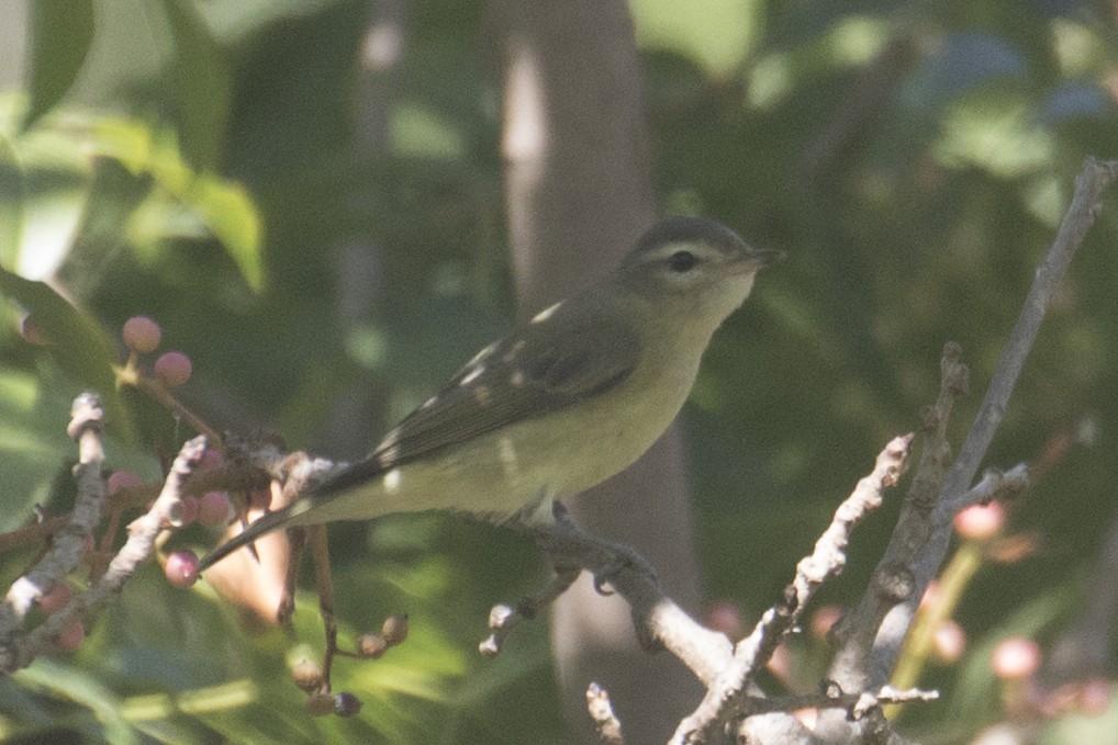 eBird Checklist - 1 Oct 2022 - Agnews Historic Park - 6 species