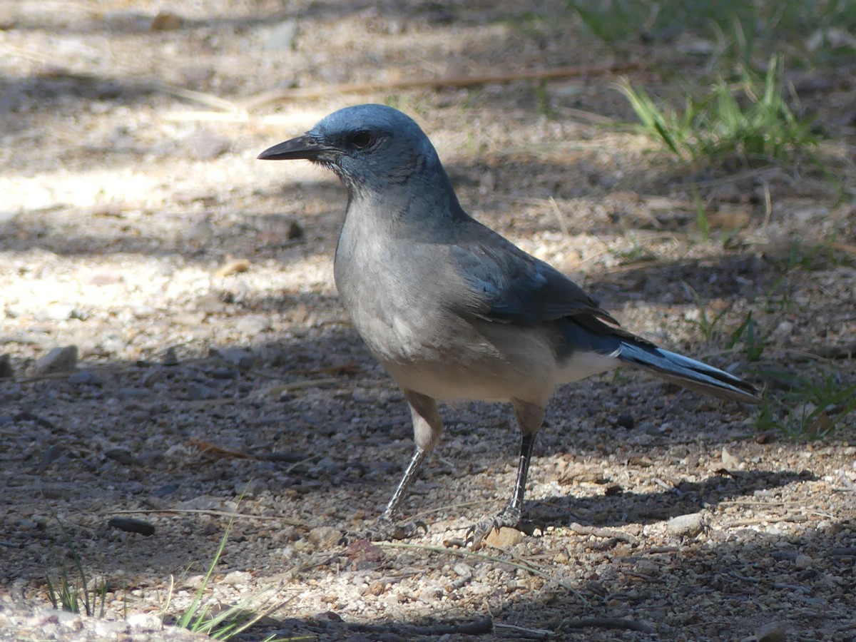 eBird Checklist - 11 Apr 2022 - Madera Canyon--Madera Picnic Area - 16 ...
