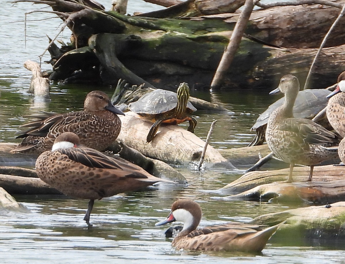 eBird Checklist - 30 Sep 2022 - LVV area - 46 species