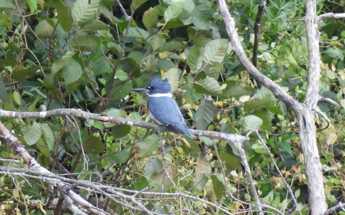 Mass Audubon eBird Checklist - 3 Oct 2022 - Stony Brook Wildlife ...