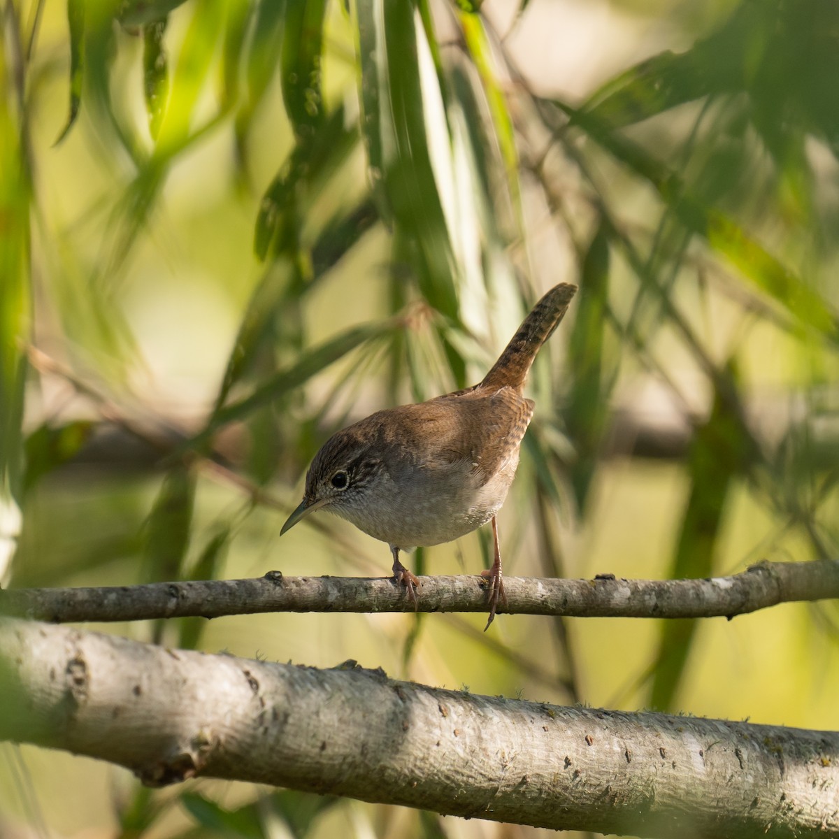 eBird Checklist - 1 Oct 2022 - Red River NWR--Bayou Pierre Unit Yates ...