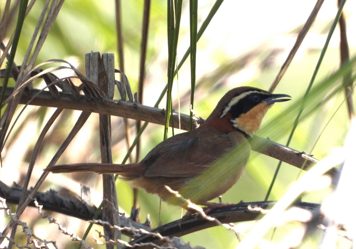 eBird Paraguay Checklist - 2 Oct 2022 - Mbaracayú--Aguara Ñú - 12 species