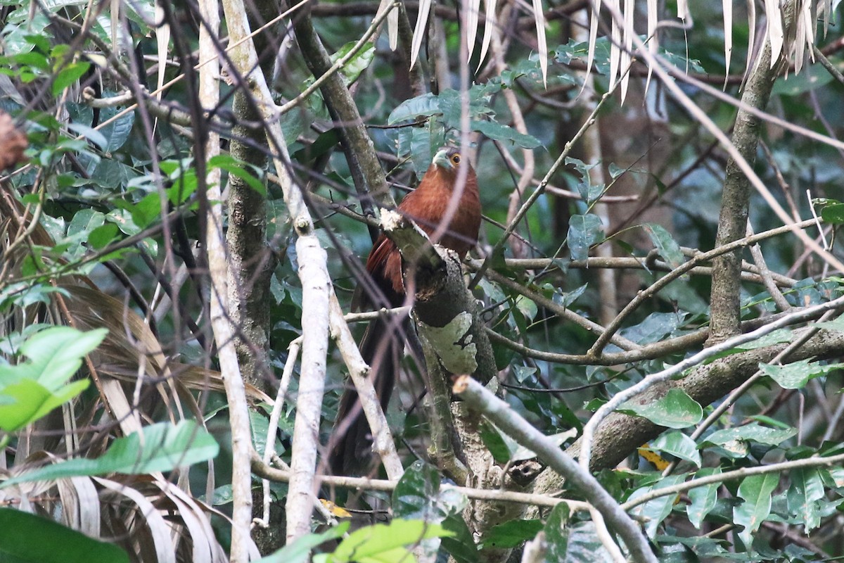 Rufous Coucal - Centropus unirufus - Birds of the World