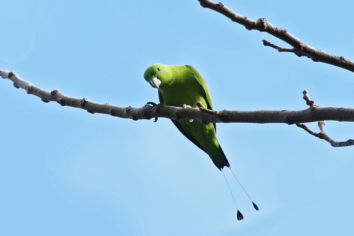 Green Racquet-tail - Prioniturus luconensis - Birds of the World