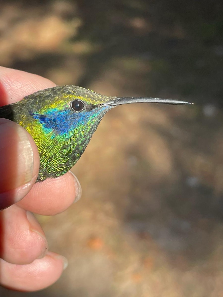 eBird Checklist - 3 Oct 2022 - stakeout Mexican Violetear, Abbeville ...