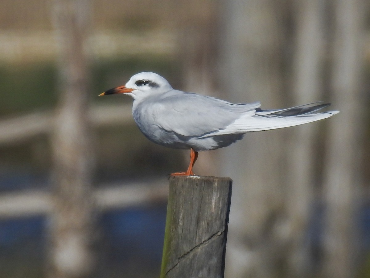Snowy-crowned Tern - Sterna trudeaui - Birds of the World