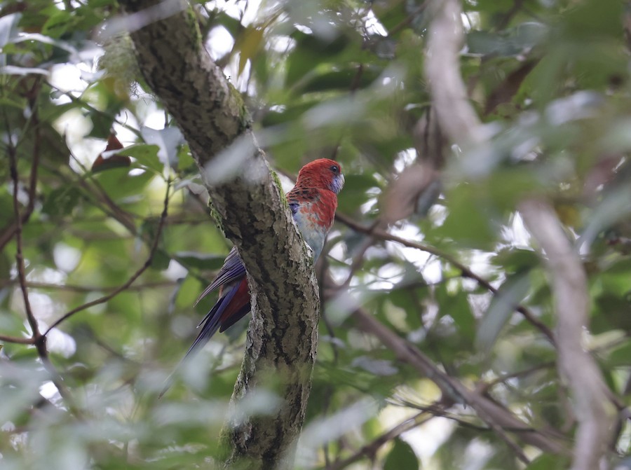 Perico elegante x pálido (híbrido) - eBird