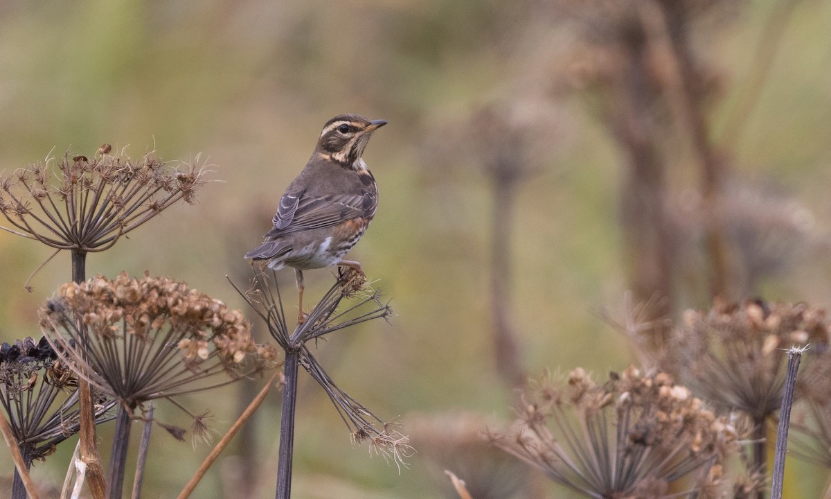 Alaska eBird Checklist - 27 Sep 2022 - Shemya Island--Eareckson AS ...