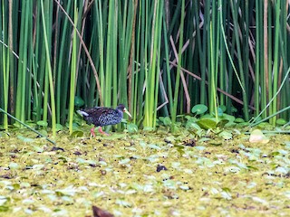 Spotted Rail - eBird
