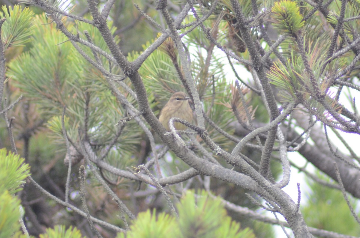 eBird Checklist - 2 Oct 2022 - Siuslaw River--South Jetty-Crab Docks ...