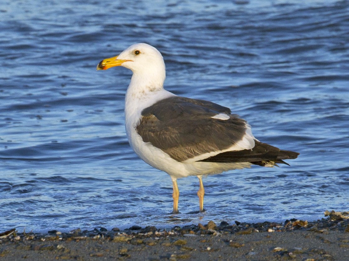 Yellow-footed Gull - eBird