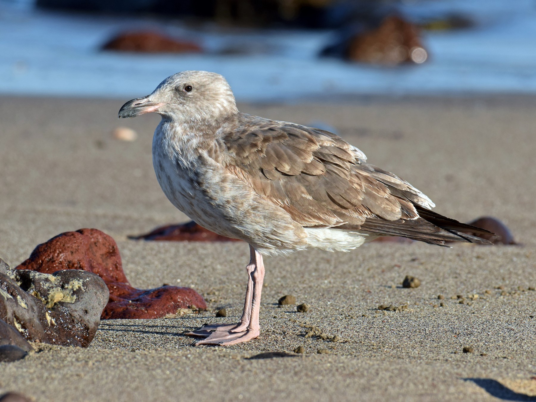Yellow-footed Gull - eBird