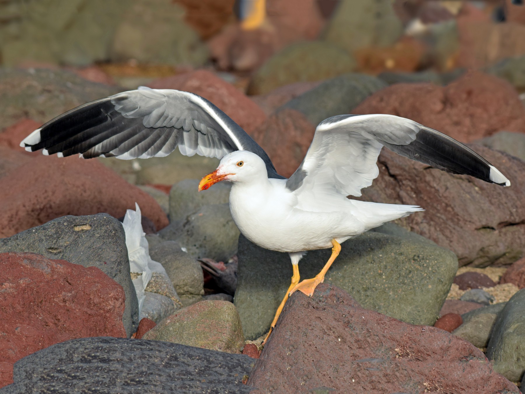 Yellow-footed Gull - eBird