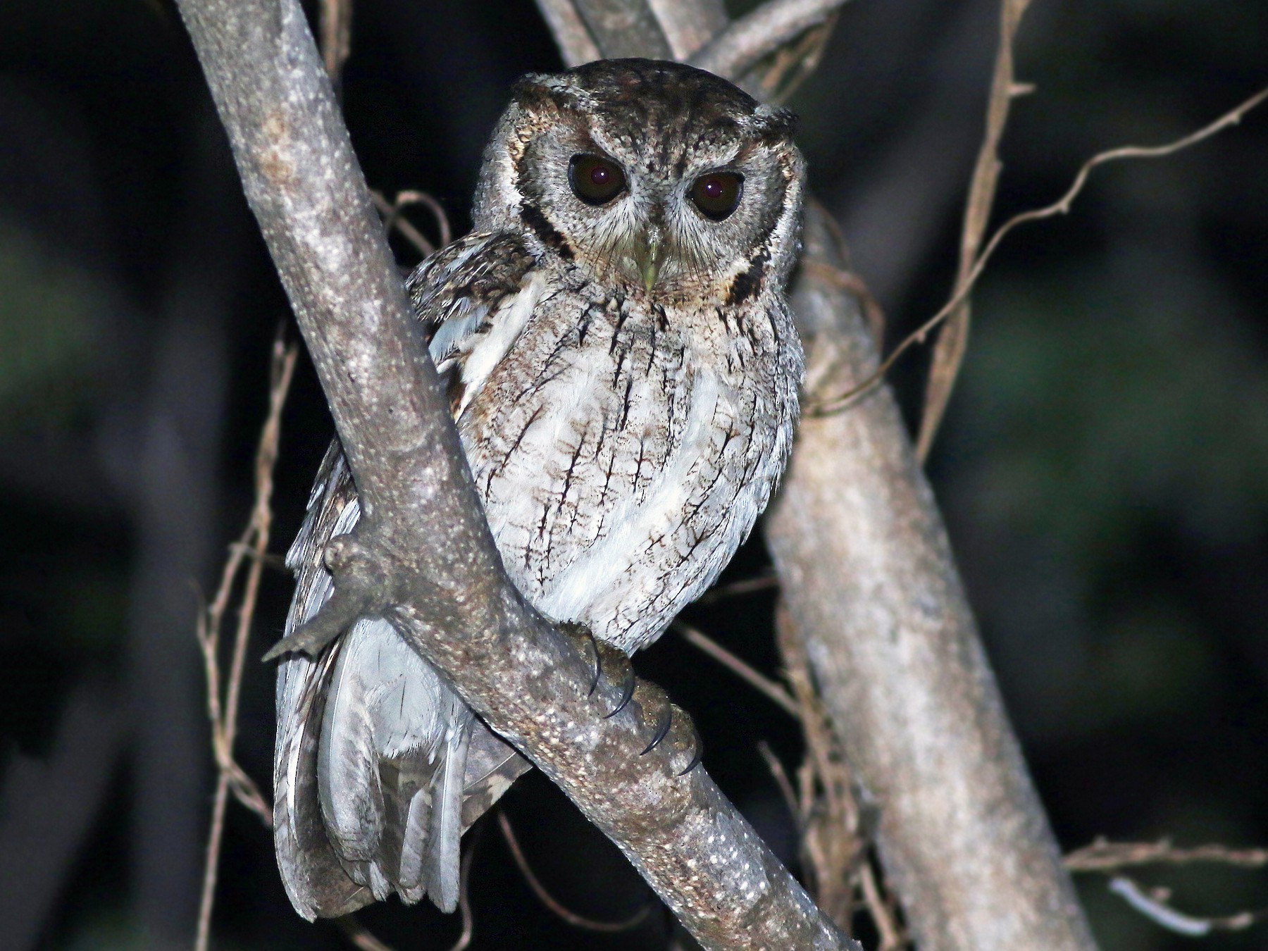 Balsas Screech-Owl - eBird