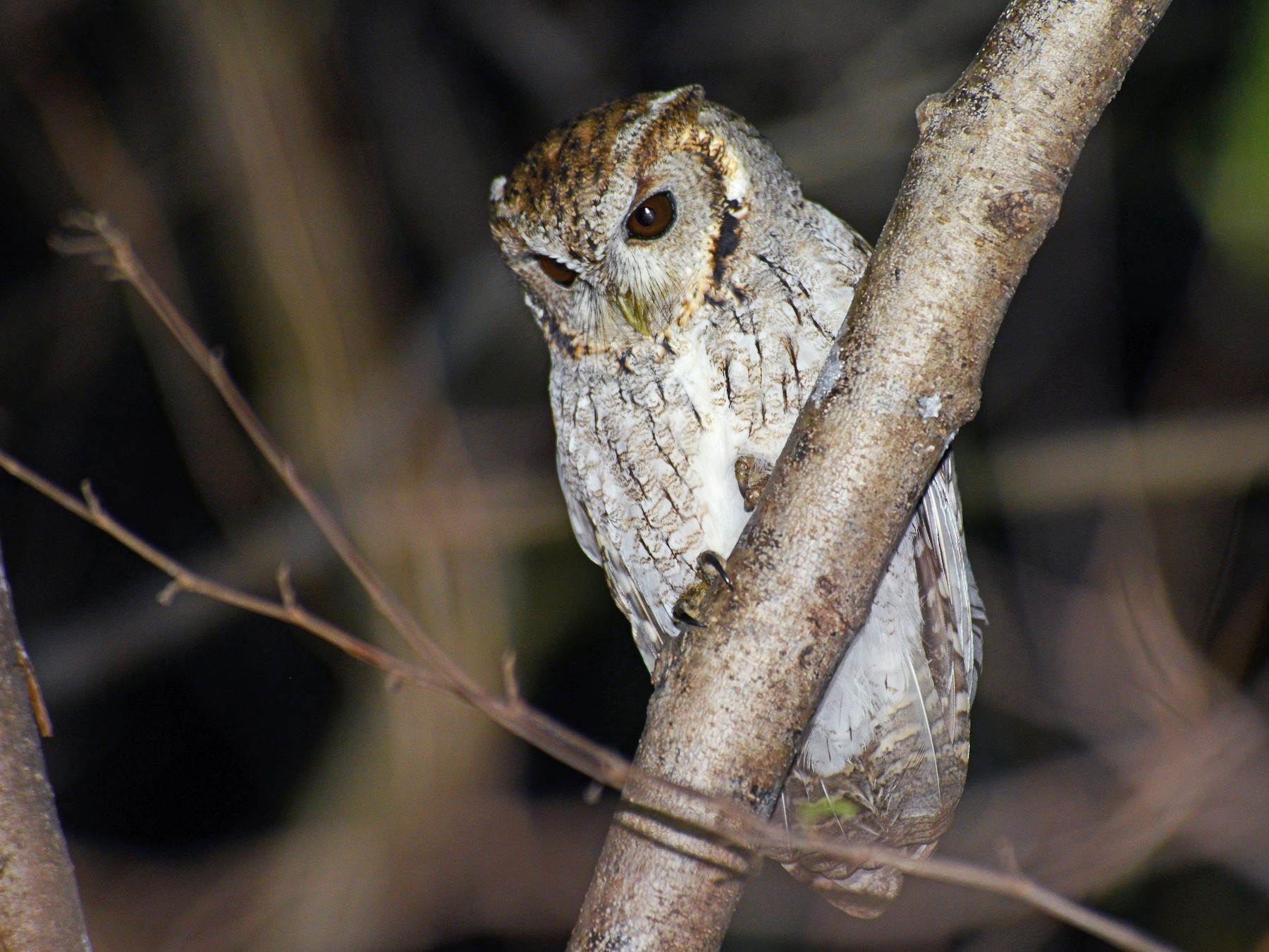 Balsas Screech-Owl - eBird
