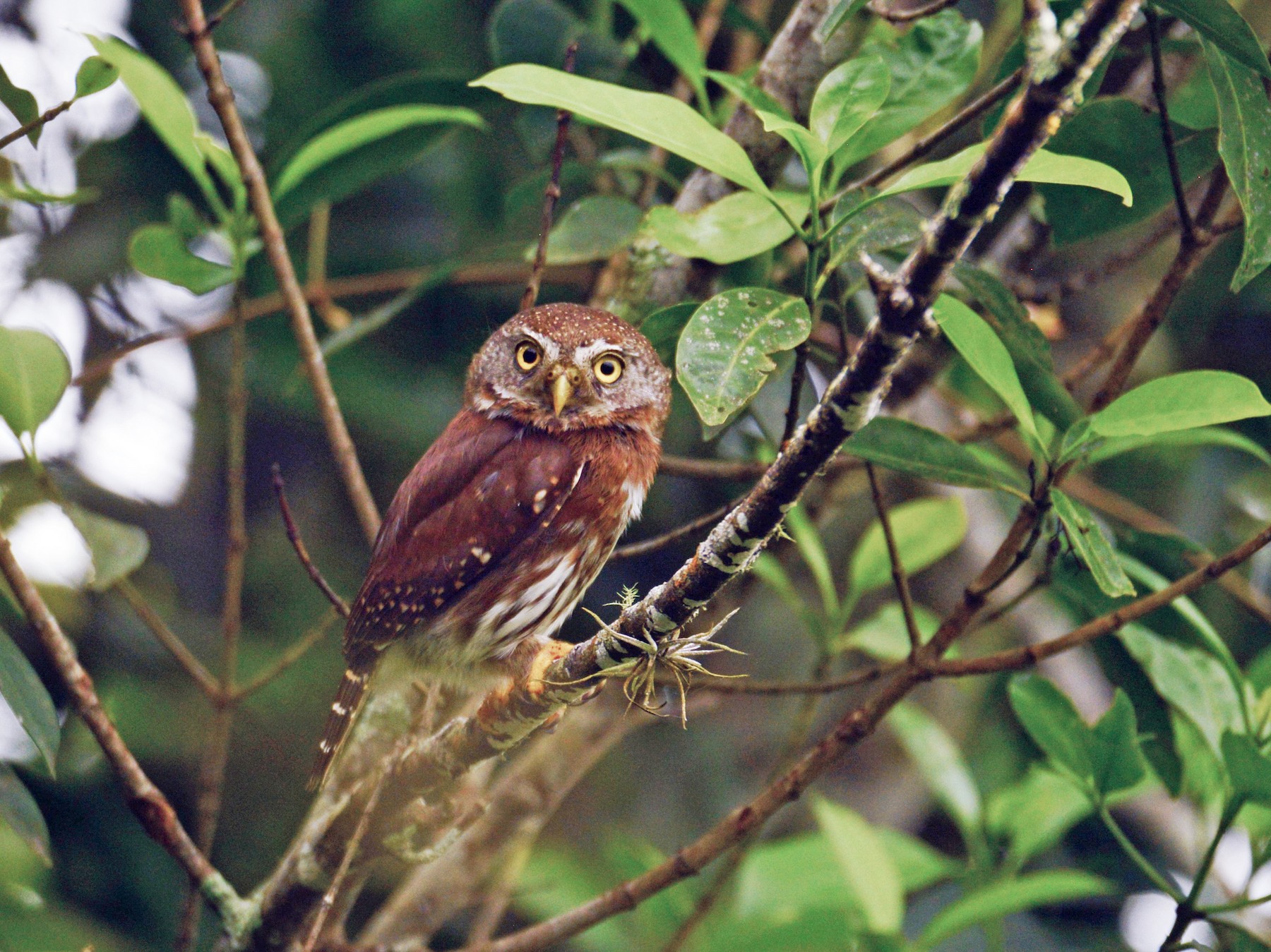 Tecolote Tamaulipeco - eBird