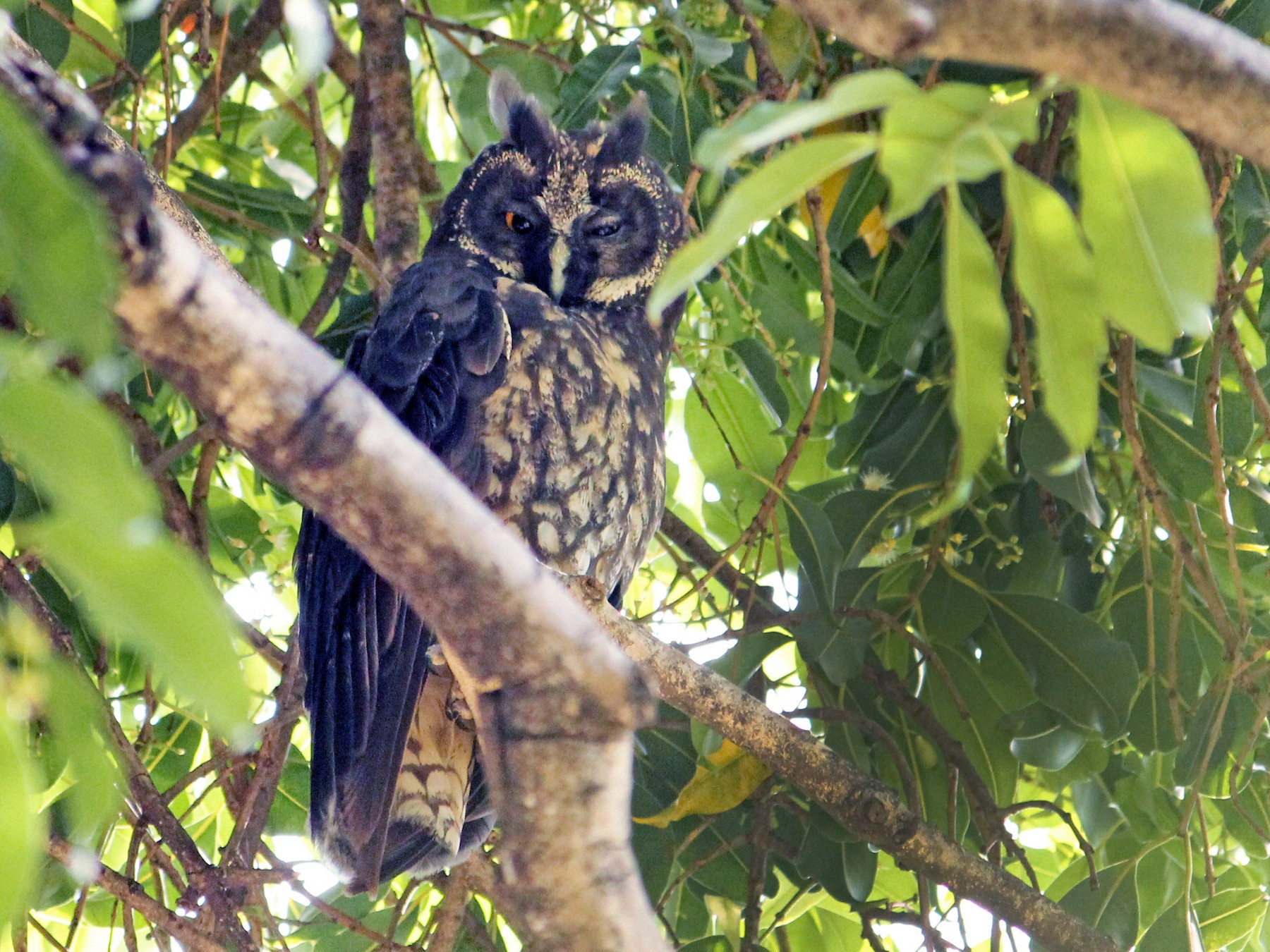 Stygian Owl - eBird